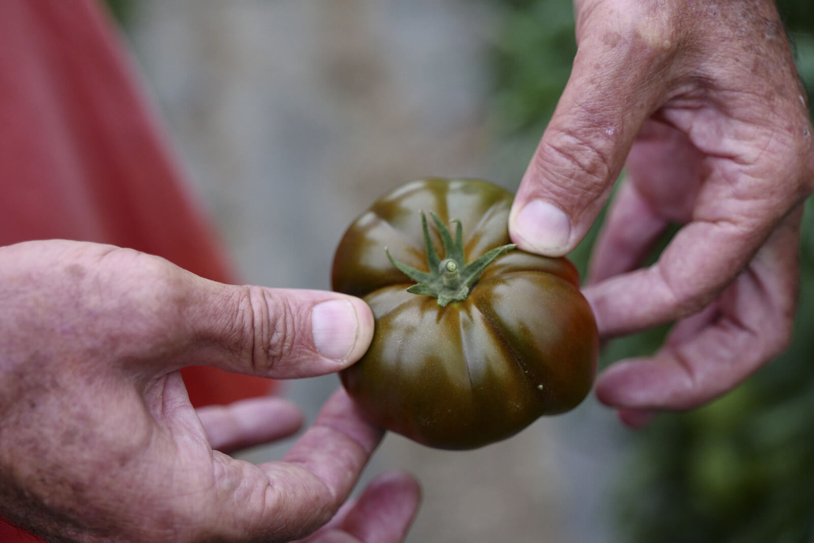 Spanish Heirloom - NatureSweet